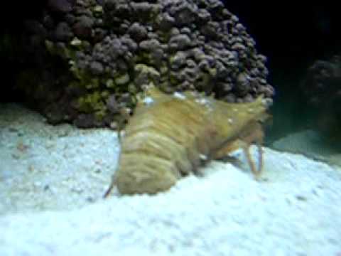 Moreton bay bug in an Aquarium - YouTube