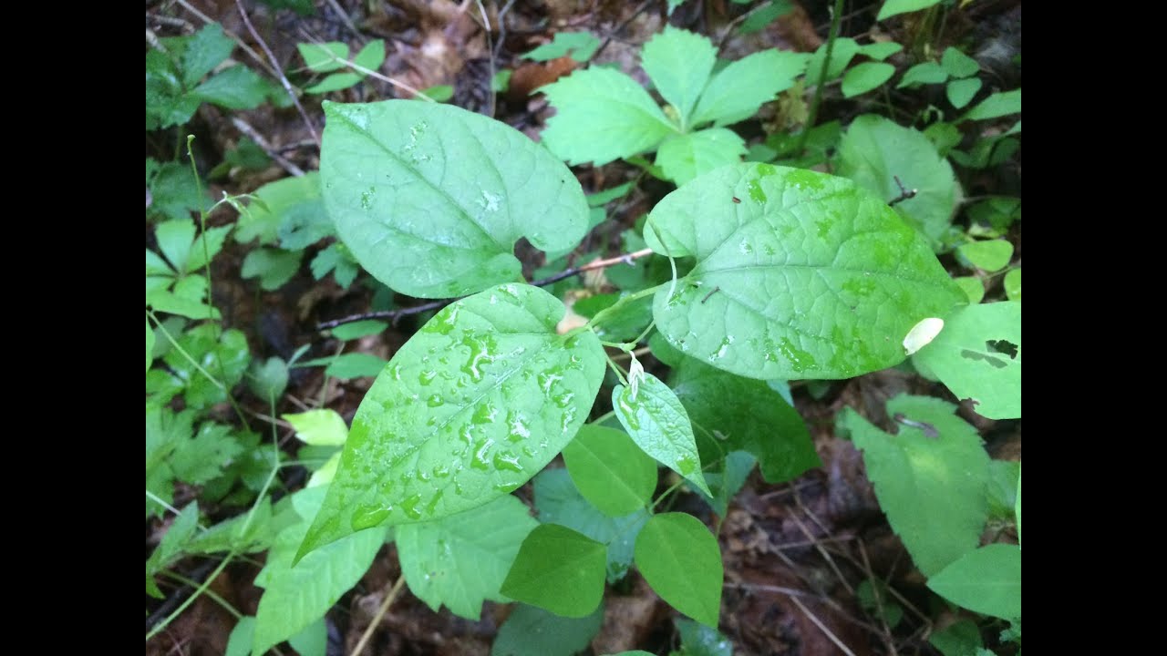 Virginia Snakeroot harvesting video - YouTube