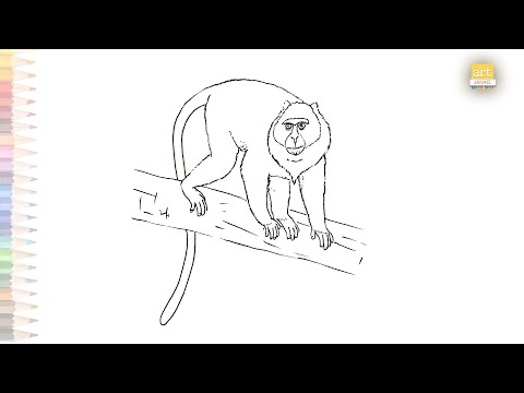 Guenon monkey drawing | How to draw Primate Guenon step by step ...