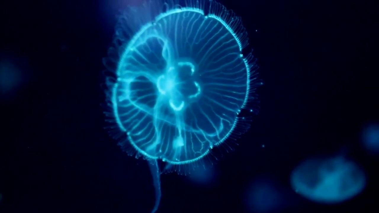 NEON JELLYFISH | Videography - YouTube