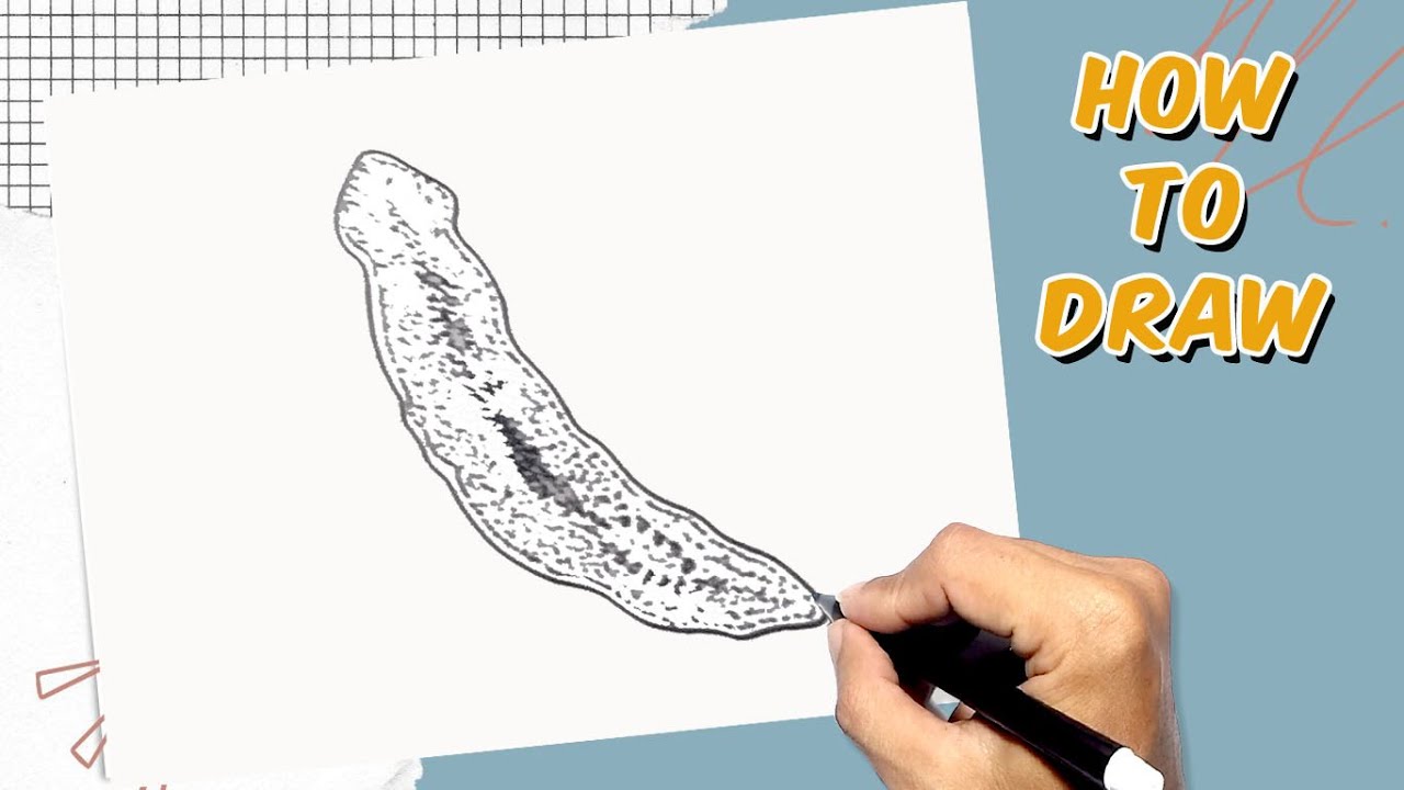 How to Draw Planaria - YouTube