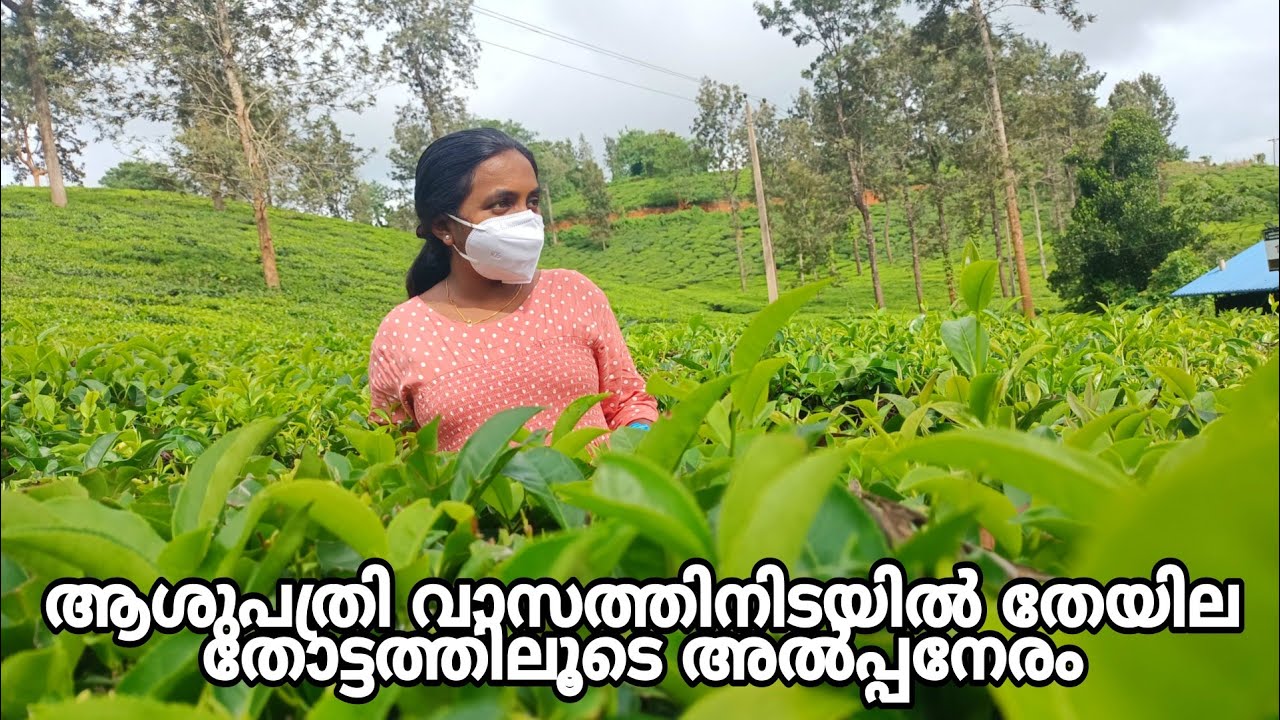 Hospital Vlog | മേപ്പാടി തേയിലത്തോട്ടം | Aster Wims Hospital | Beauty ...