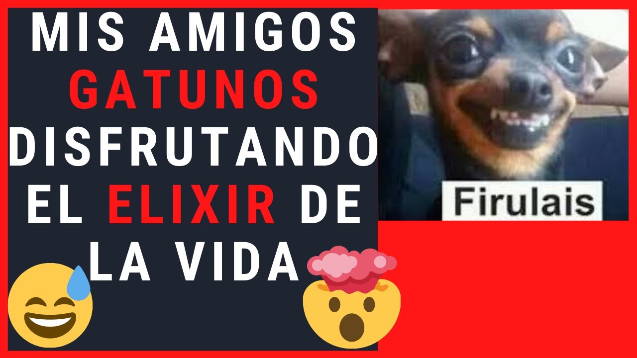 Compilación Graciosa de Gatos Apareándose duro y rápido, Animales ...