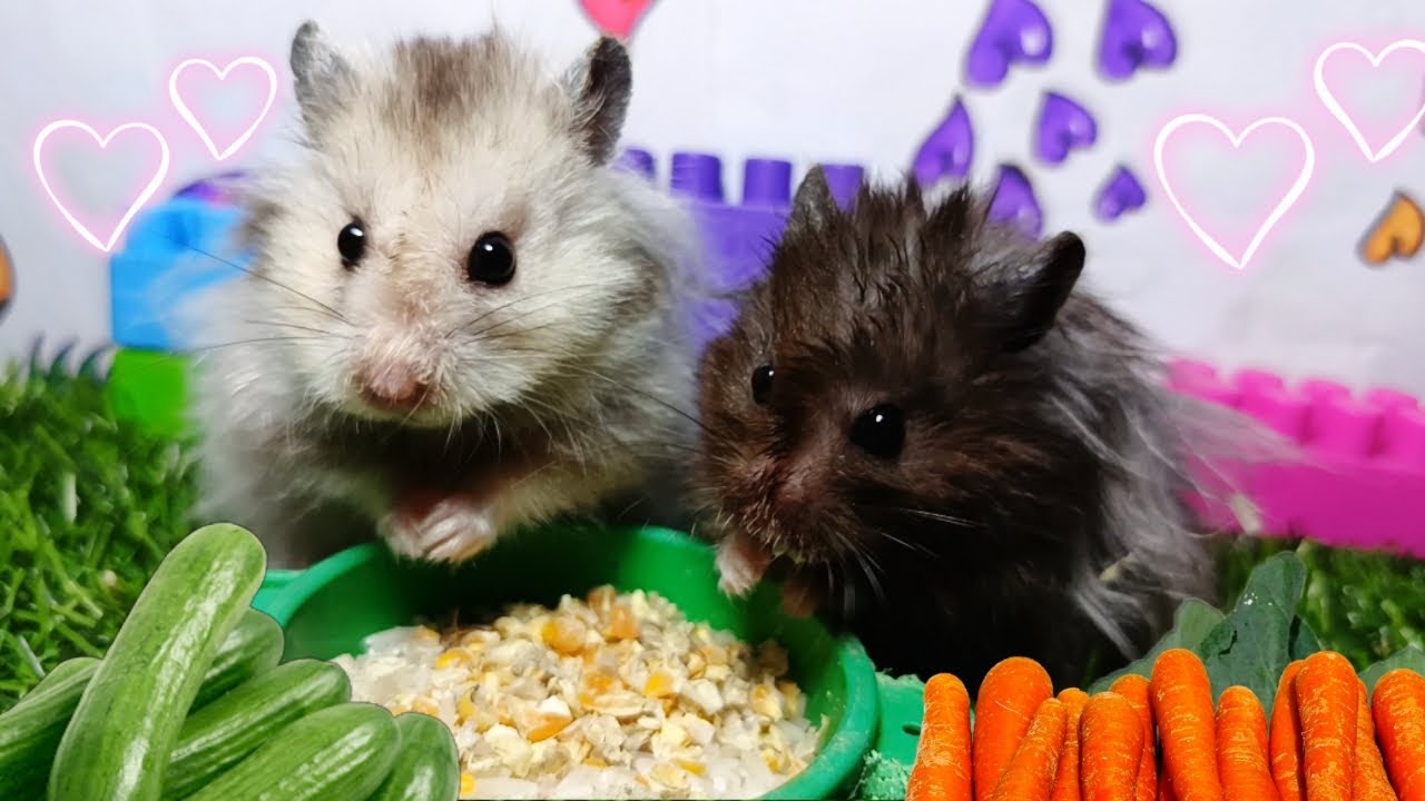The hamster only wants to eat corn and dry food, his favorite fish vlog ...