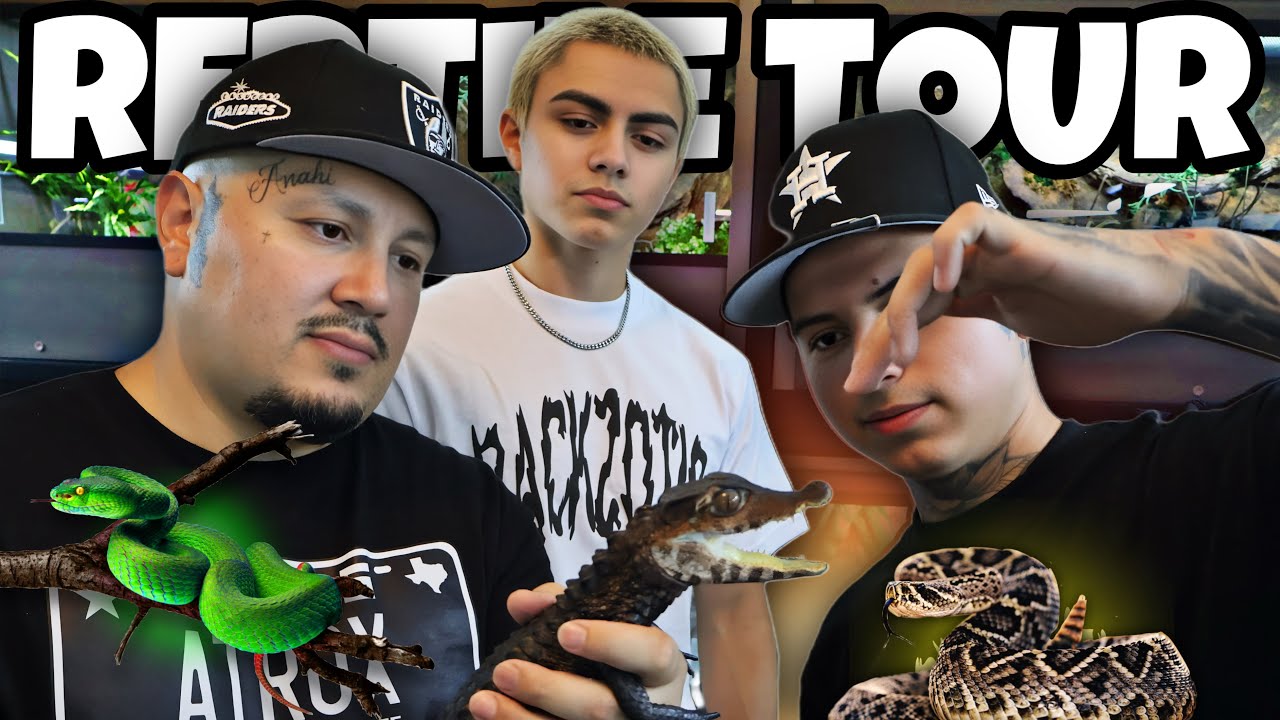 CRAZY VENOMOUS SNAKE COLLECTION WITH URBANVENOM!! - YouTube