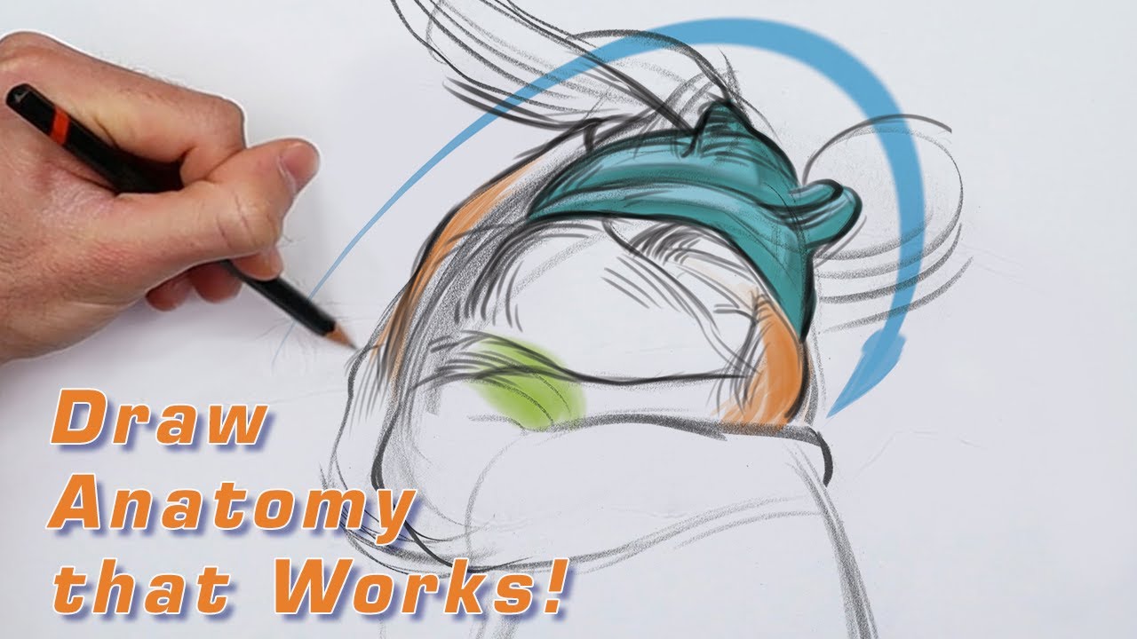 How to Draw Anatomy that works: FORCE Friday 103 - YouTube