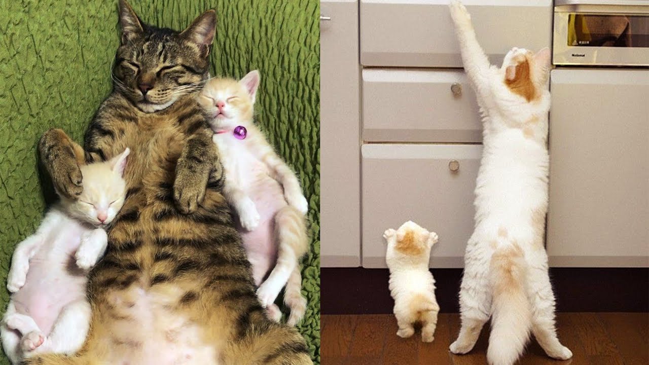 Mother Cats Protecting Their Cute Kittens 😻 Mom Cat Loves Kittens ...