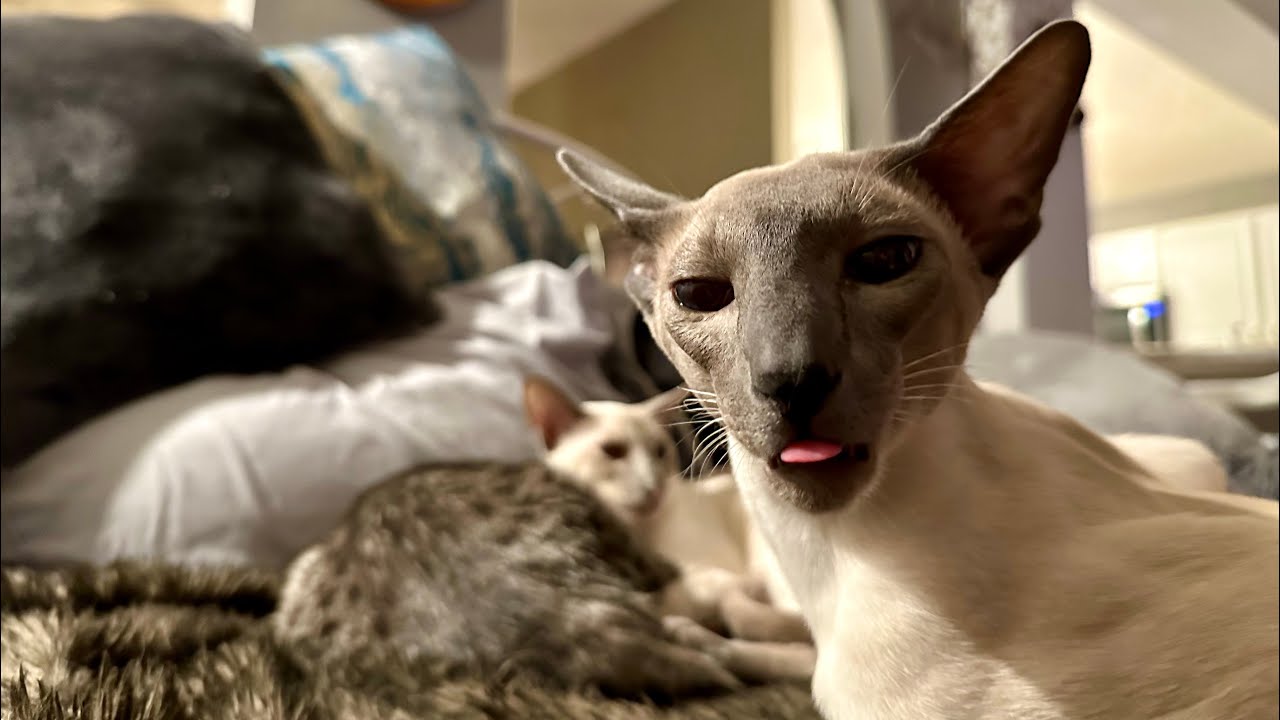 Tongue Out Pussycat Youtube