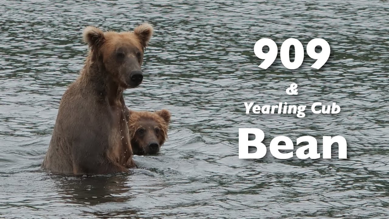 909 and Yearling Cub, "Bean" - Fat Bear Junior Champion - YouTube