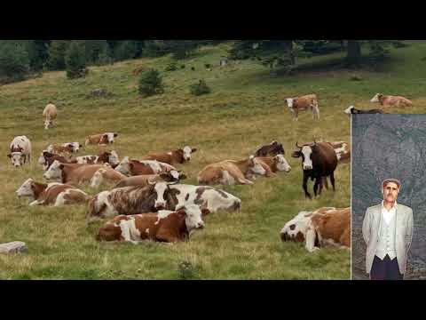 Dewrane dewrane- Dengbej Apê Şakir