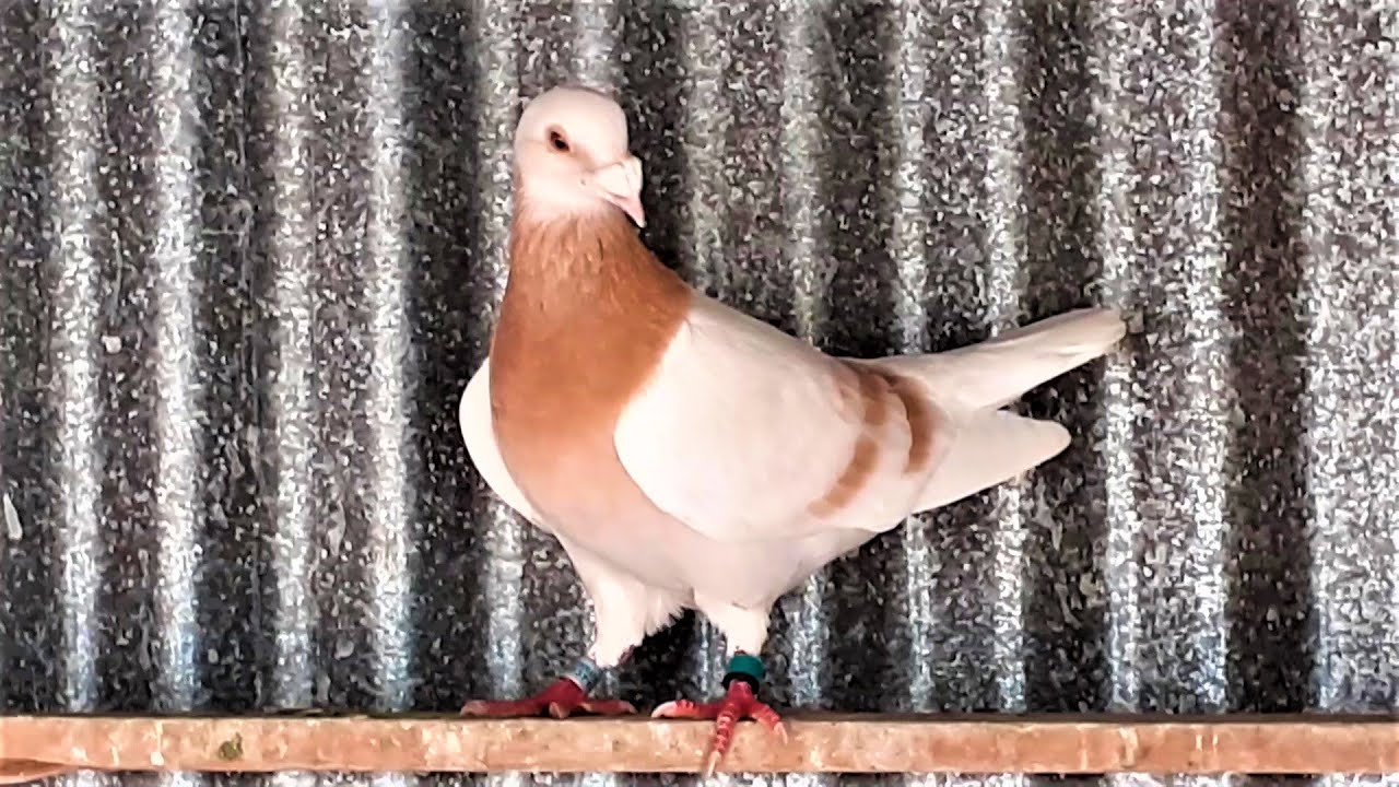 RACING PIGEONS RARE COLORS FARMA PIGEONS IN THE BACKYARD - YouTube