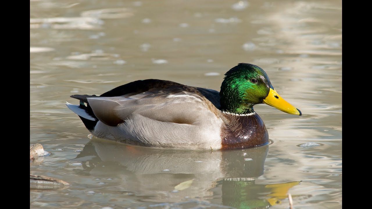 Soñar con Patos - Sueños y significados - YouTube