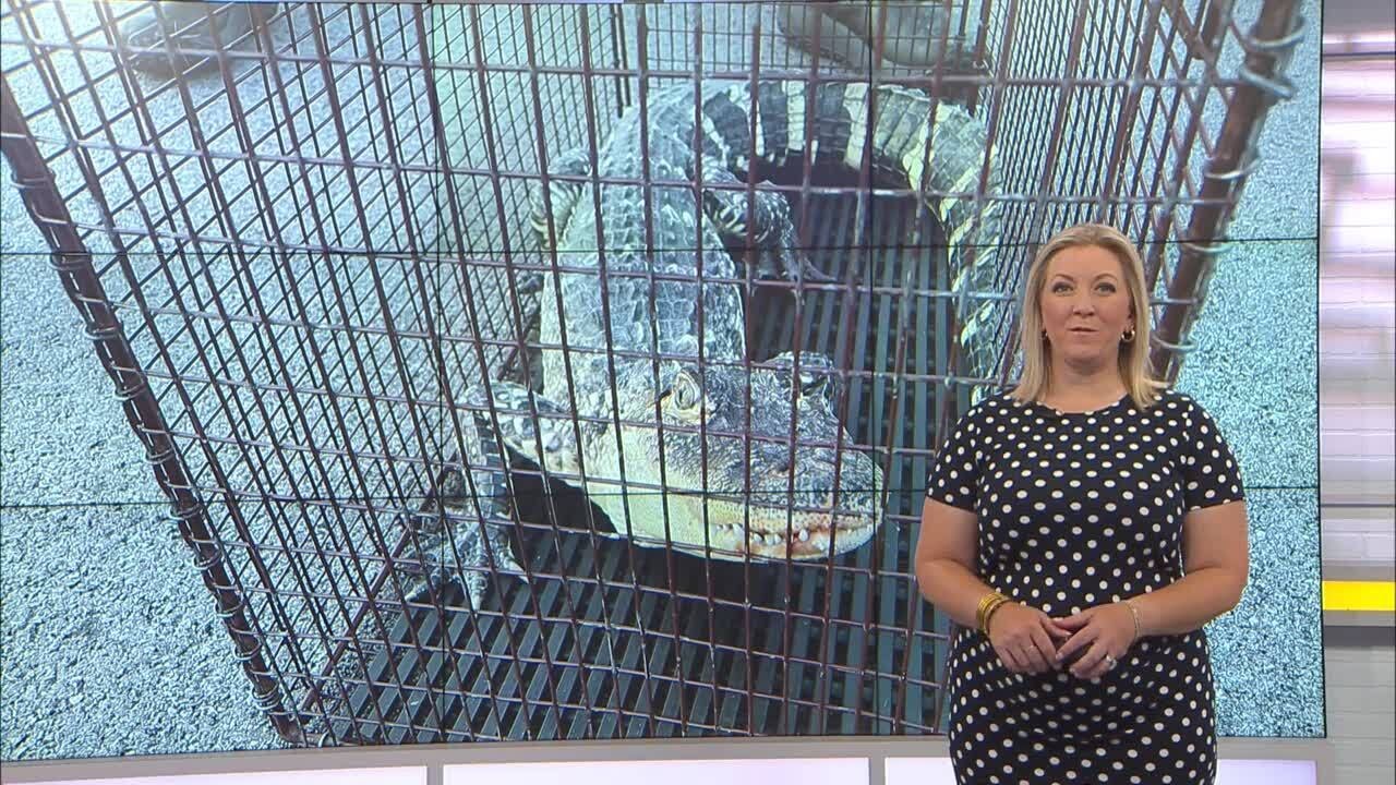 Animal Care & Control officers catch 5-foot alligator in FW ...