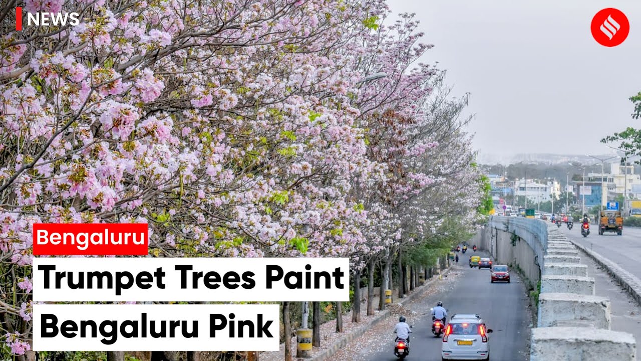 Watch: Bengaluru city gets enveloped in shades of pink as 'Trumpet ...