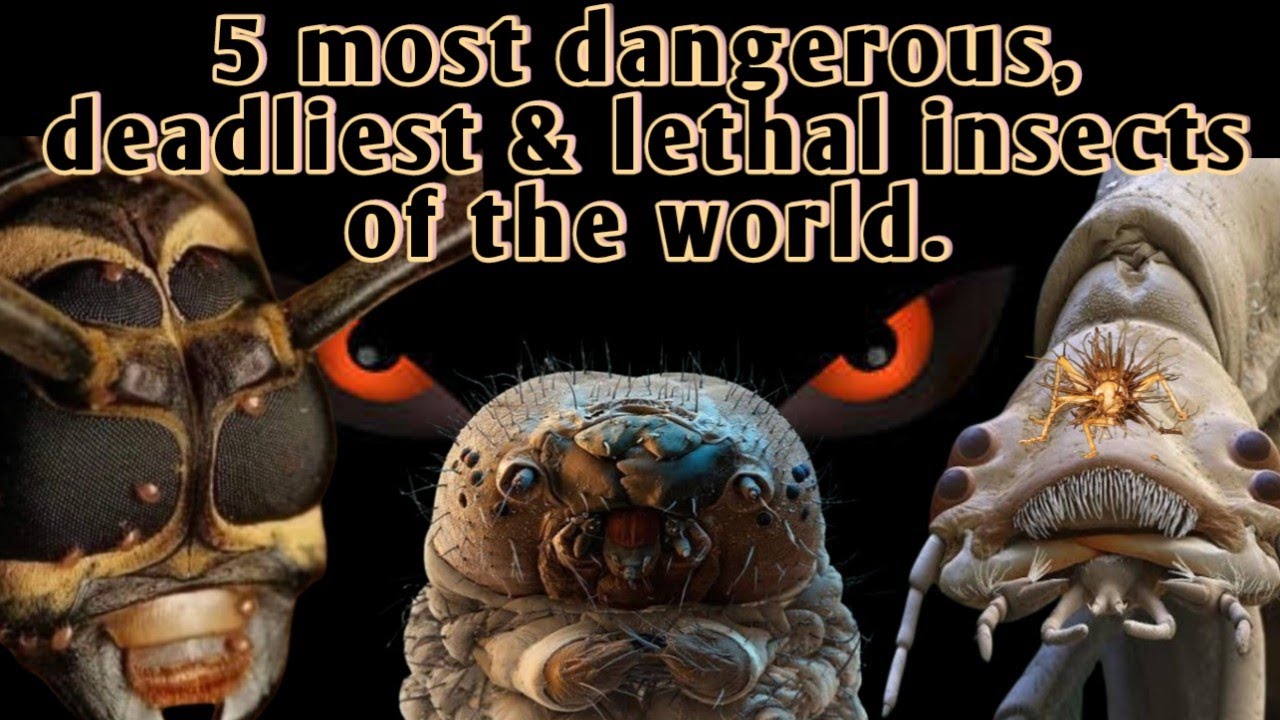 5 most dangerous, deadliest & lethal insects of the world. Part two ...