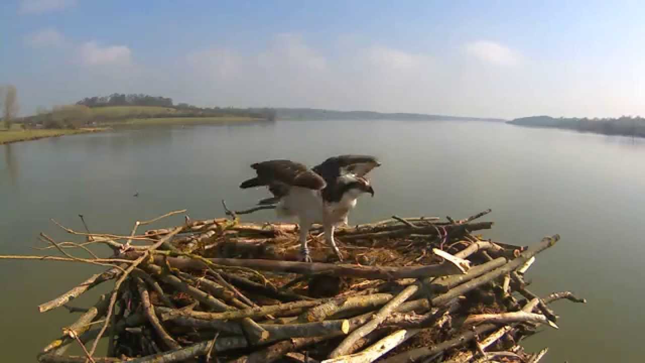33 scraping the nest - YouTube