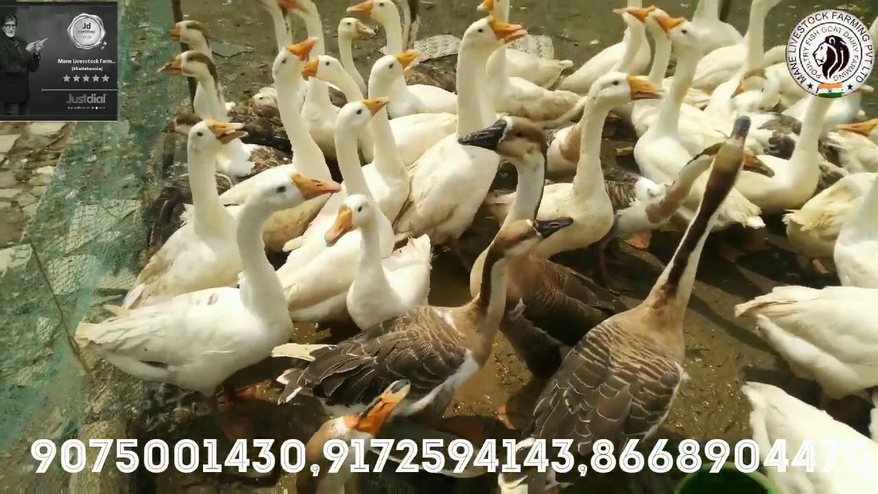 Rajhans duck And Tarky Farming Project Developer राजहंस बदकं टर्की शेती ...