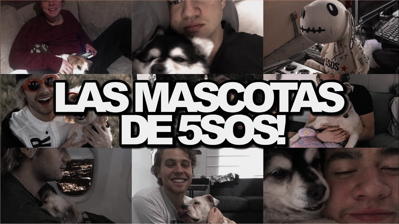 Las MASCOTAS de 5SOS! - #5SOSCulture - YouTube