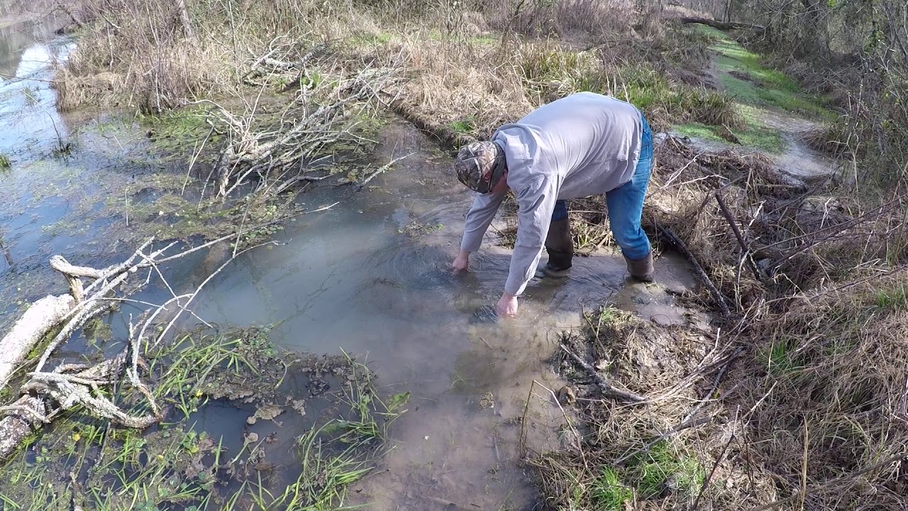Beaver Trapping With Yeti - YouTube