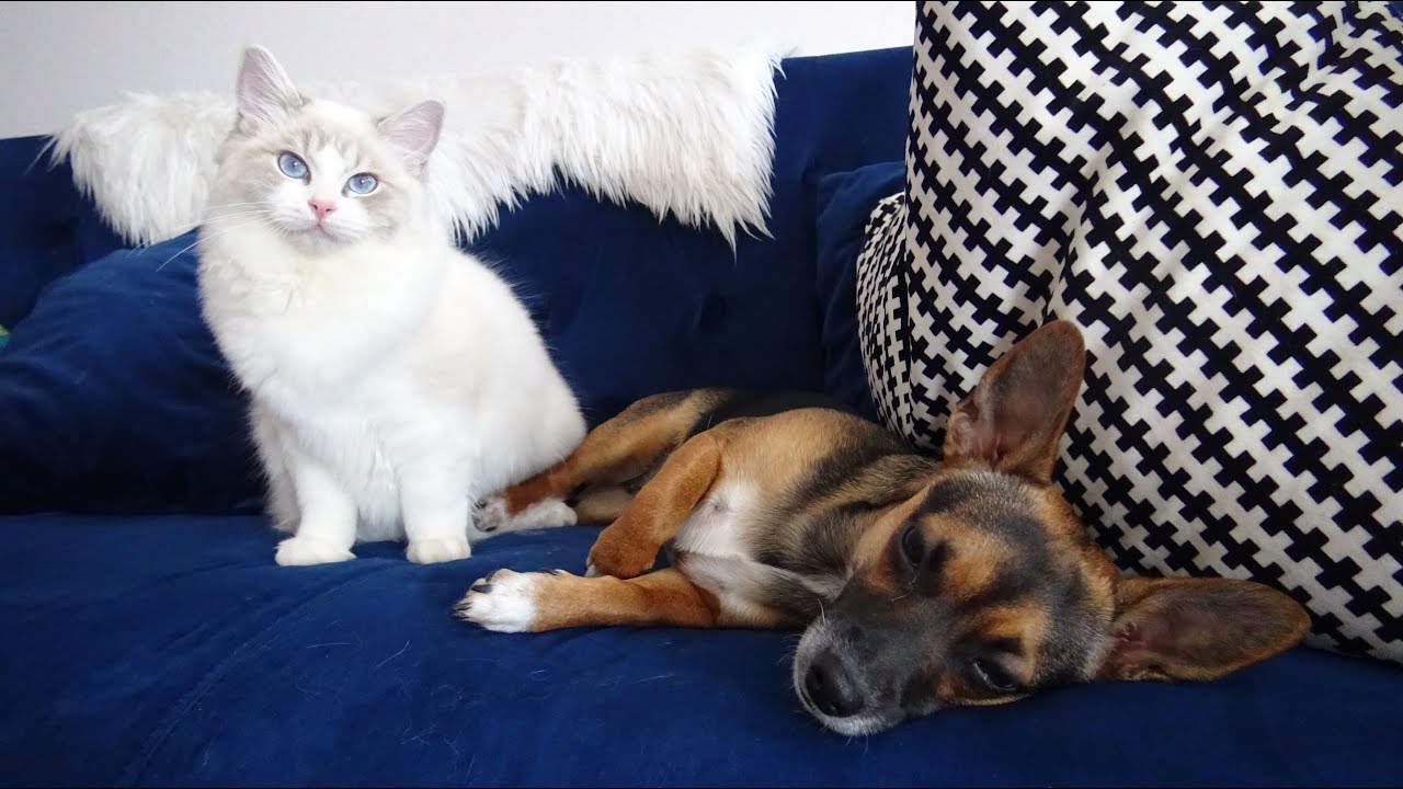 Kitten Meets A Puppy! Cats And Dogs Can Be Best Friends - YouTube