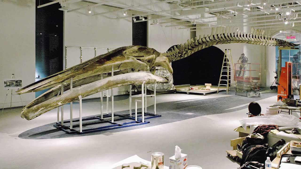 Building a Blue Whale at the Canadian Museum of Nature - YouTube