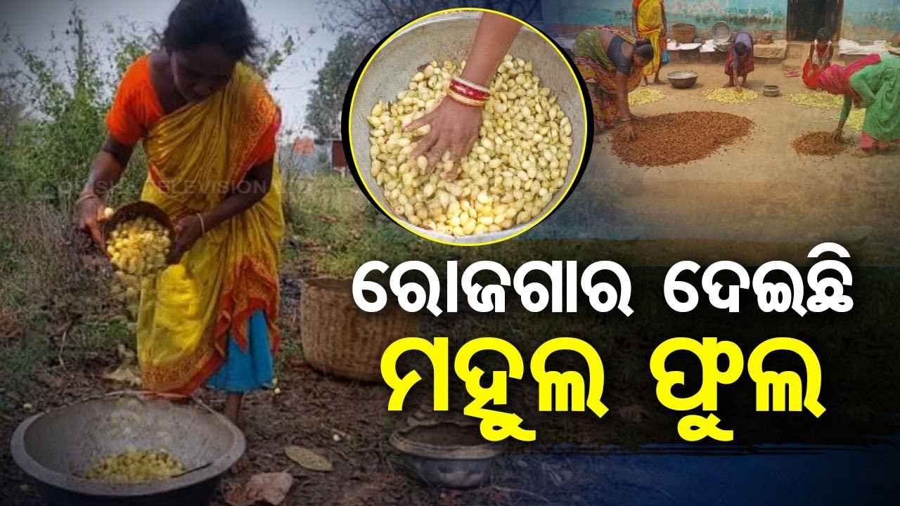 Tribal communities earn livelihood through Mahula flower harvesting in ...