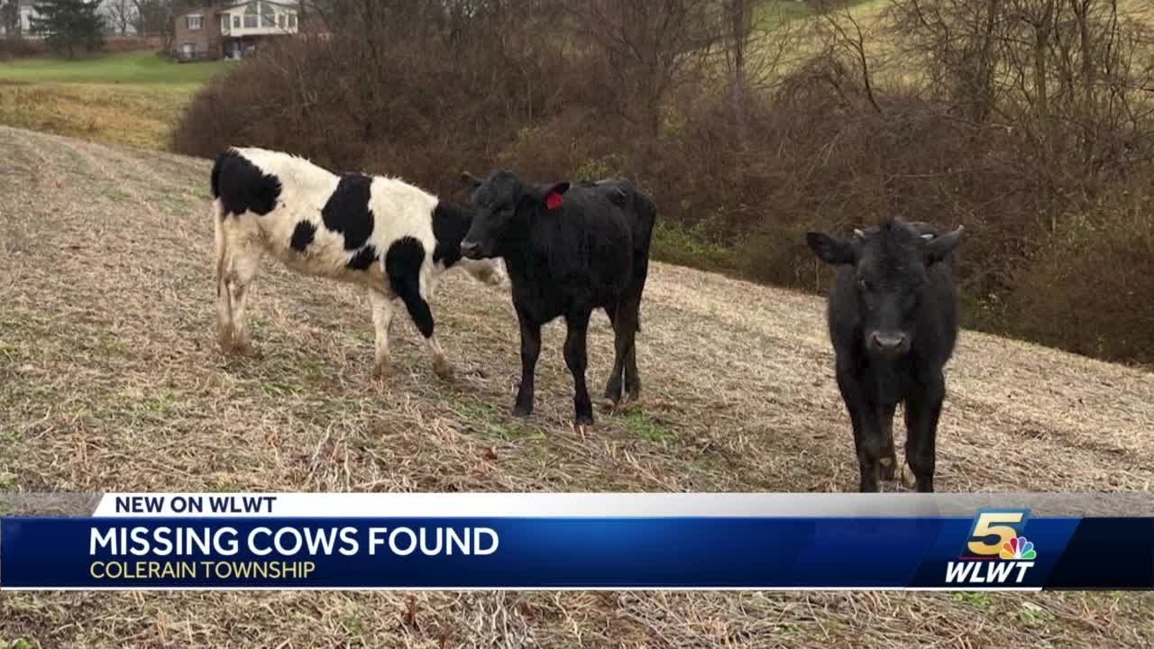 Colerain Township resident discovers three cows in backyard - YouTube