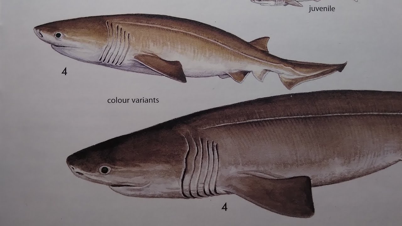 Bluntnose Sixgill Shark Diagram The Sharpnose Sevengill Is A Small