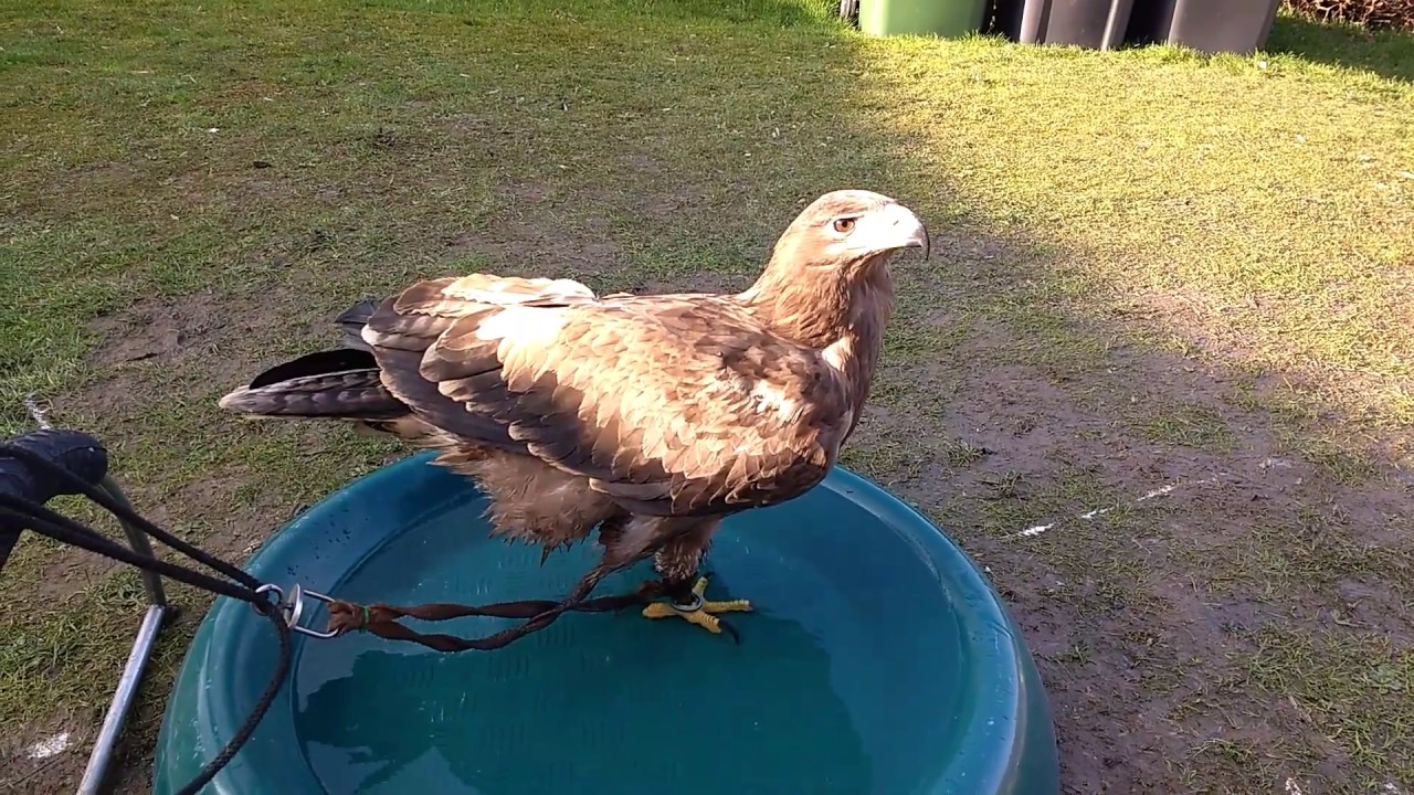 Eagle bath time - YouTube