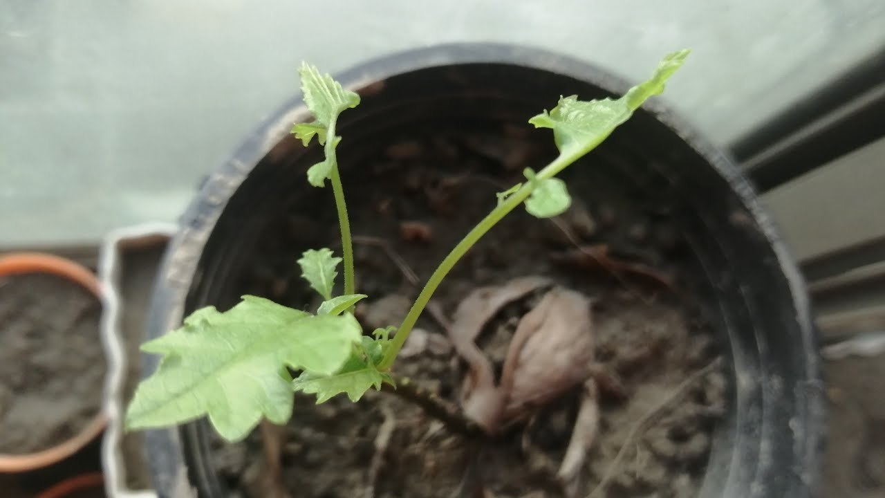 How To Grow Walnut Akhroot From seed.Bonsai update after 1 year - YouTube