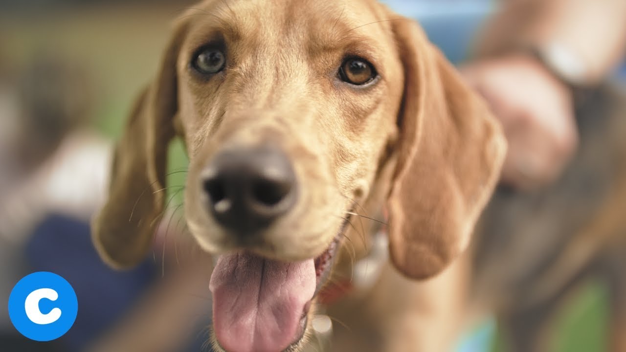 Talk in the Park: Chewy’s Free Shipping | Chewy - YouTube