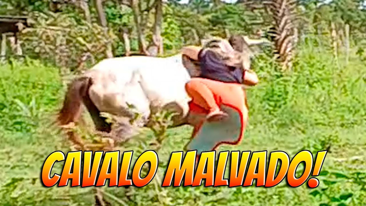 A GRAÇA CAIU DO CAVALO - YouTube