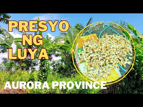 Presyo ng luya Aurora province #ginger #luya #gingerfarming - YouTube