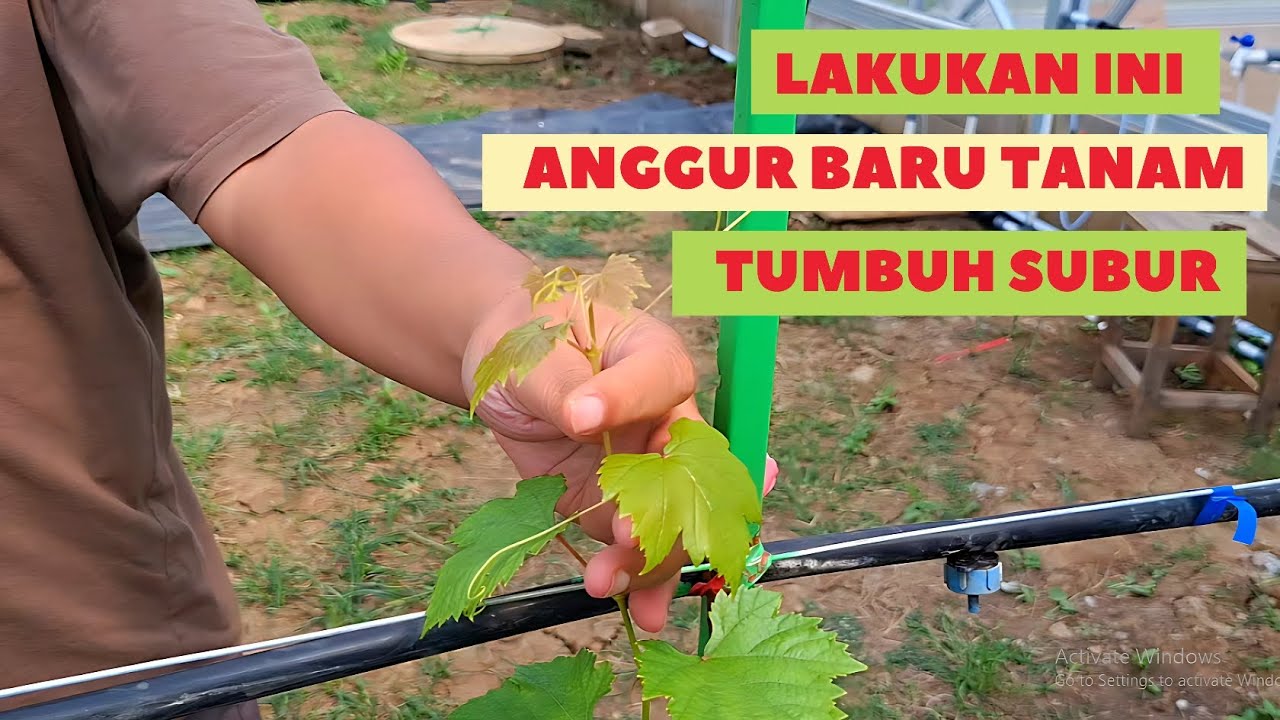 Tips Agar Pohon Anggur Baru Tanam Tumbuh Subur - YouTube