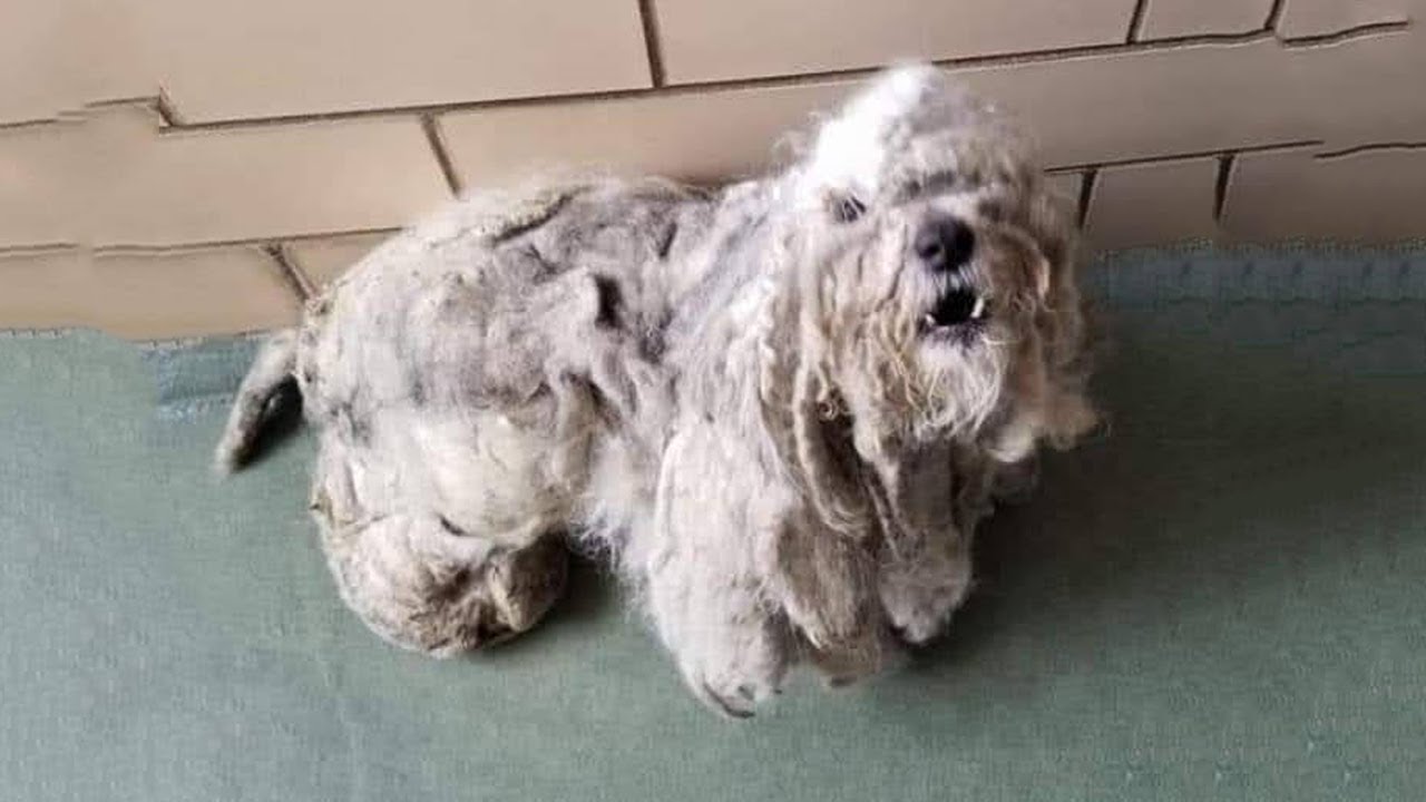 The Forgotten Dog, Hidden Under a Messy Coat, and His Journey From Fear ...