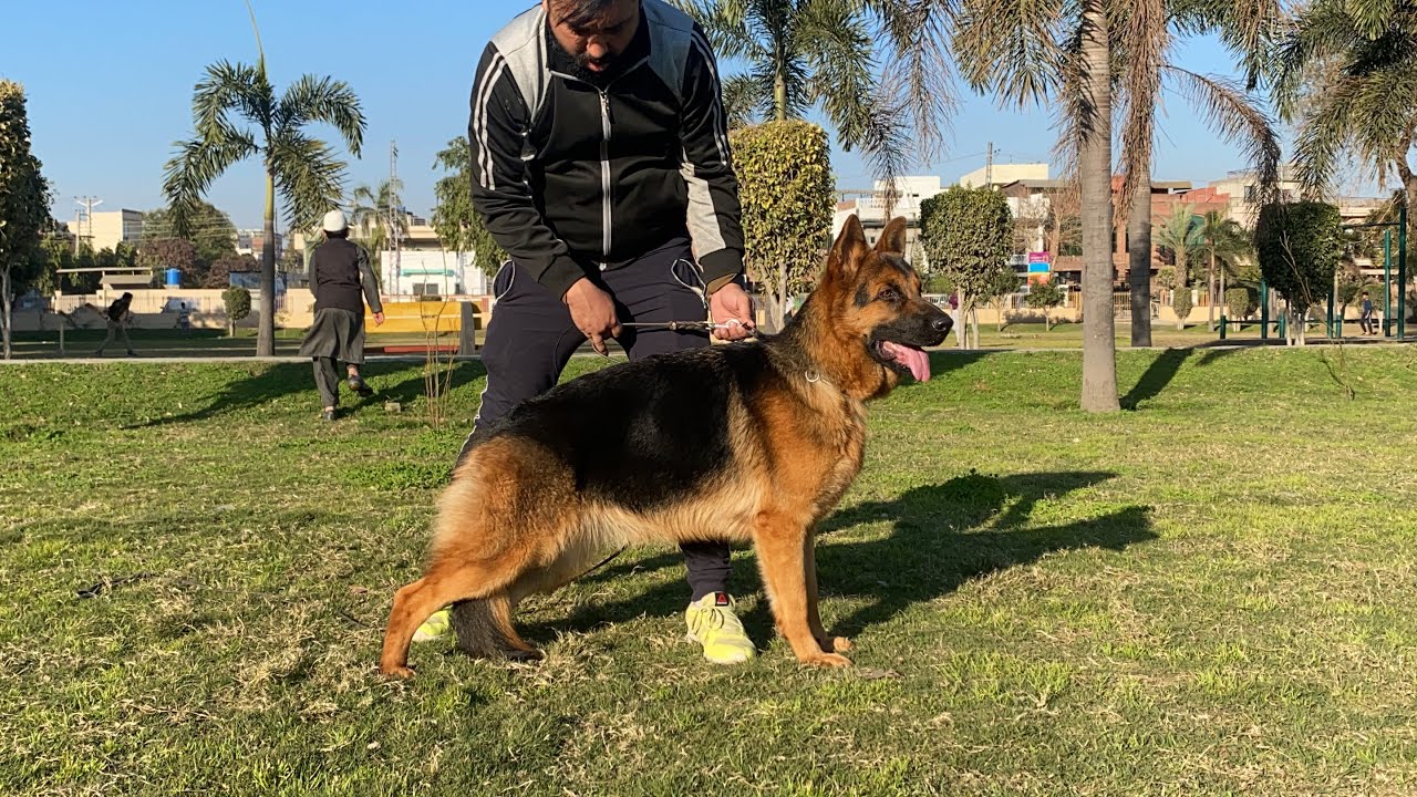 DOG KI STANDING POSTION - YouTube