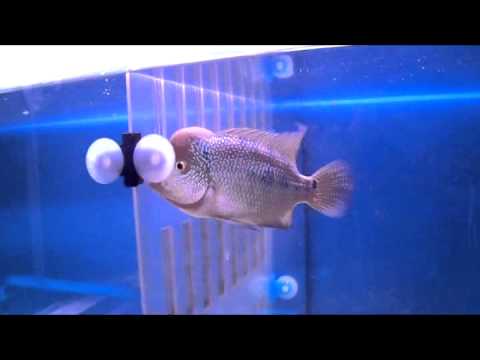Classic kamfa 6 inch silver color - YouTube