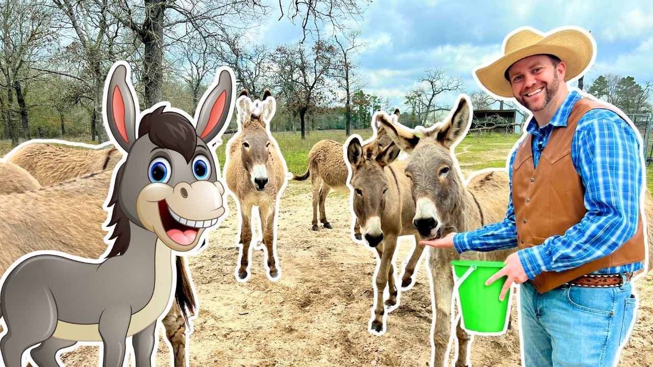 Let's Meet Rescue Donkeys | Donkey Farm Animals for Kids - YouTube