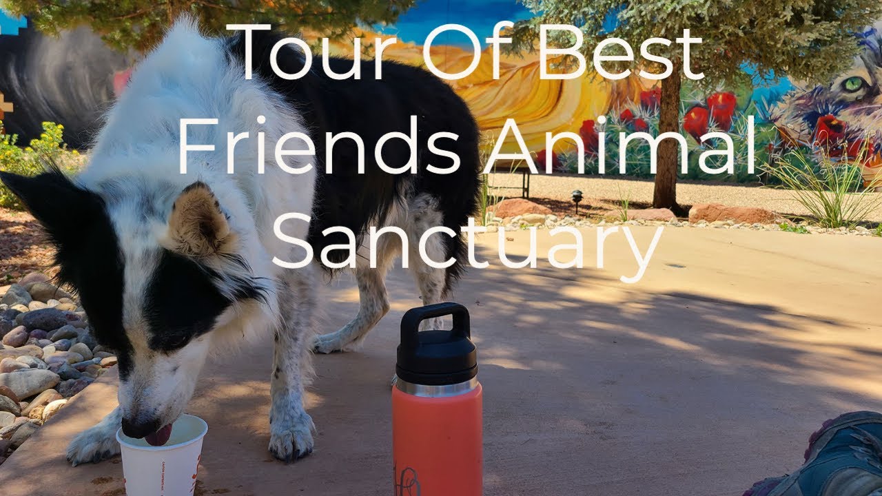 Tour Of Best Friends Animal Sanctuary - YouTube