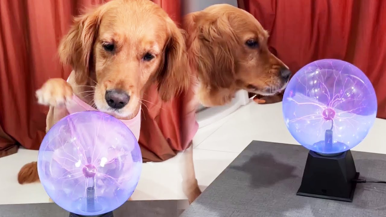 Funny Dog |Amazing, the dog seems to be able to generate electricity~# ...