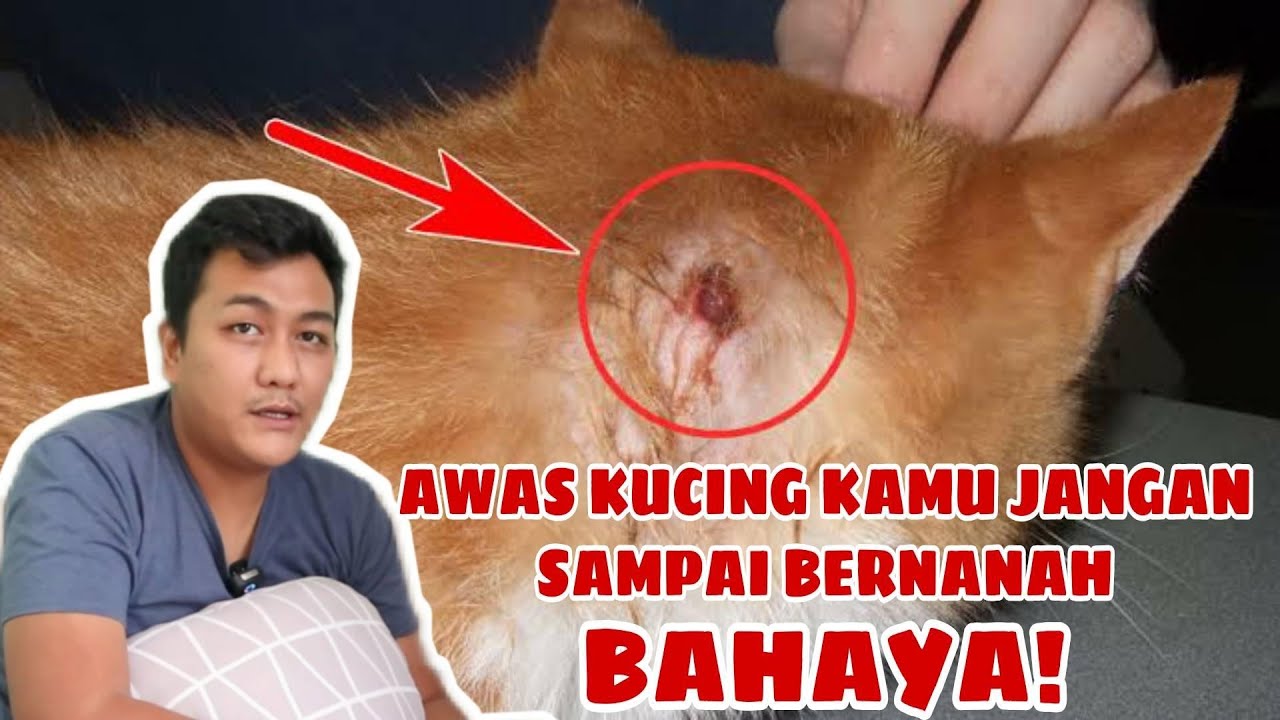 Waspada Bahaya Abses pada kucing kamu || Penyebab Abses Dan ...