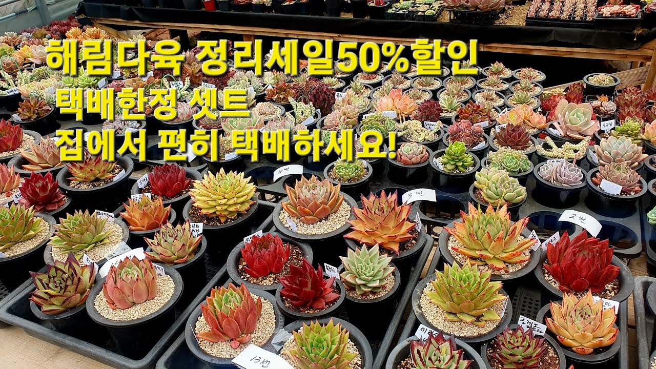 해림다육 택배한정셋트 집에서 편히 택배하세요~ 해림다육정리세일 다육이50할인 중품다육이셋트 창셋트 Youtube