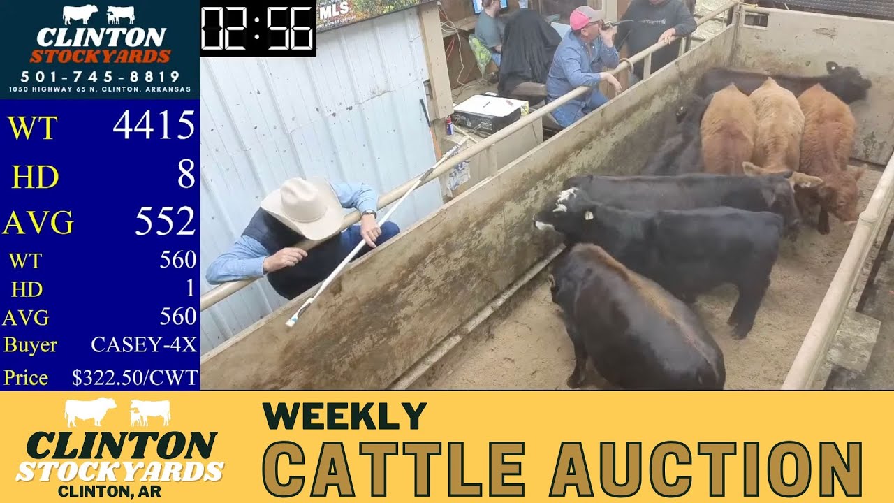 🔥 LIVE CATTLE AUCTION – Clinton Stockyards | Saturday Sale Day in ...
