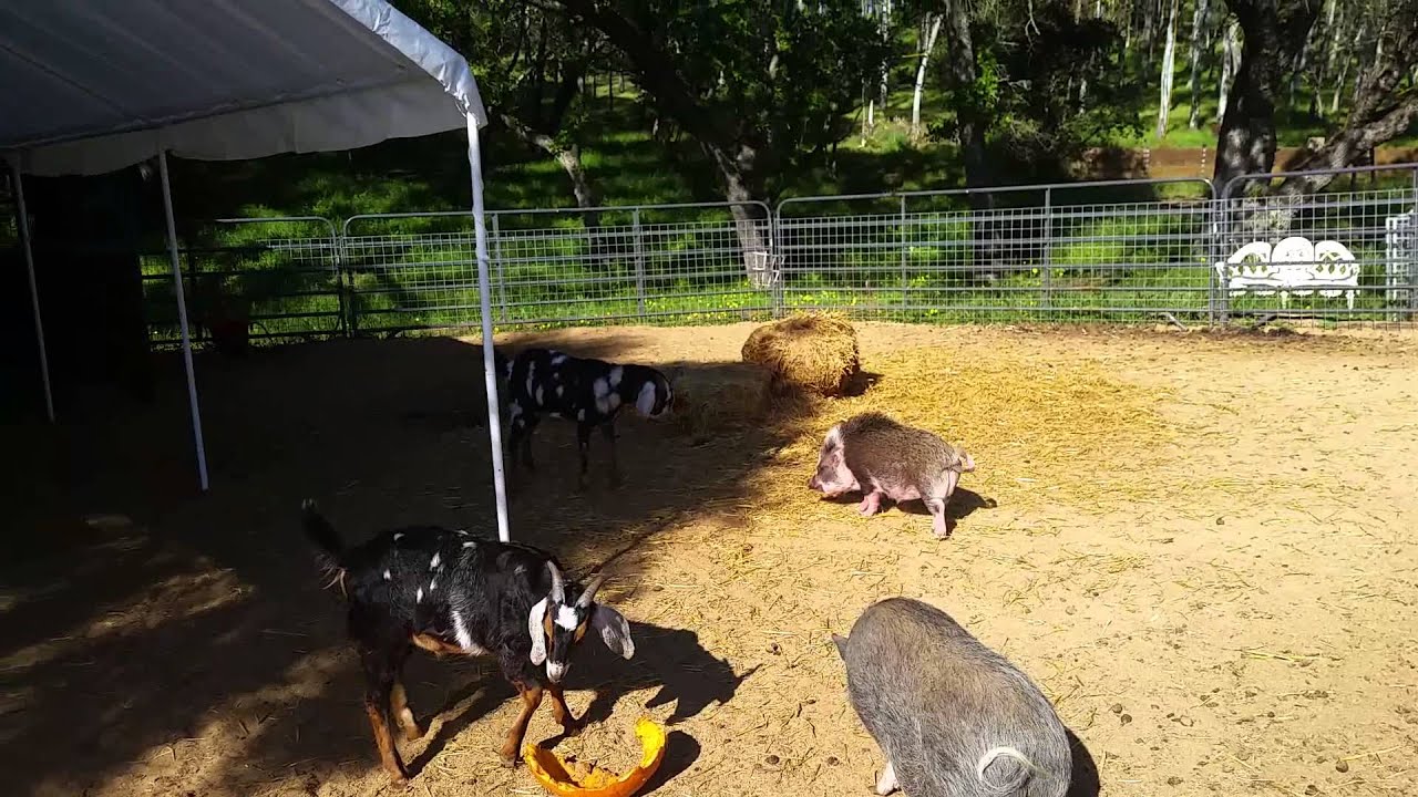 Pig vs goat - YouTube