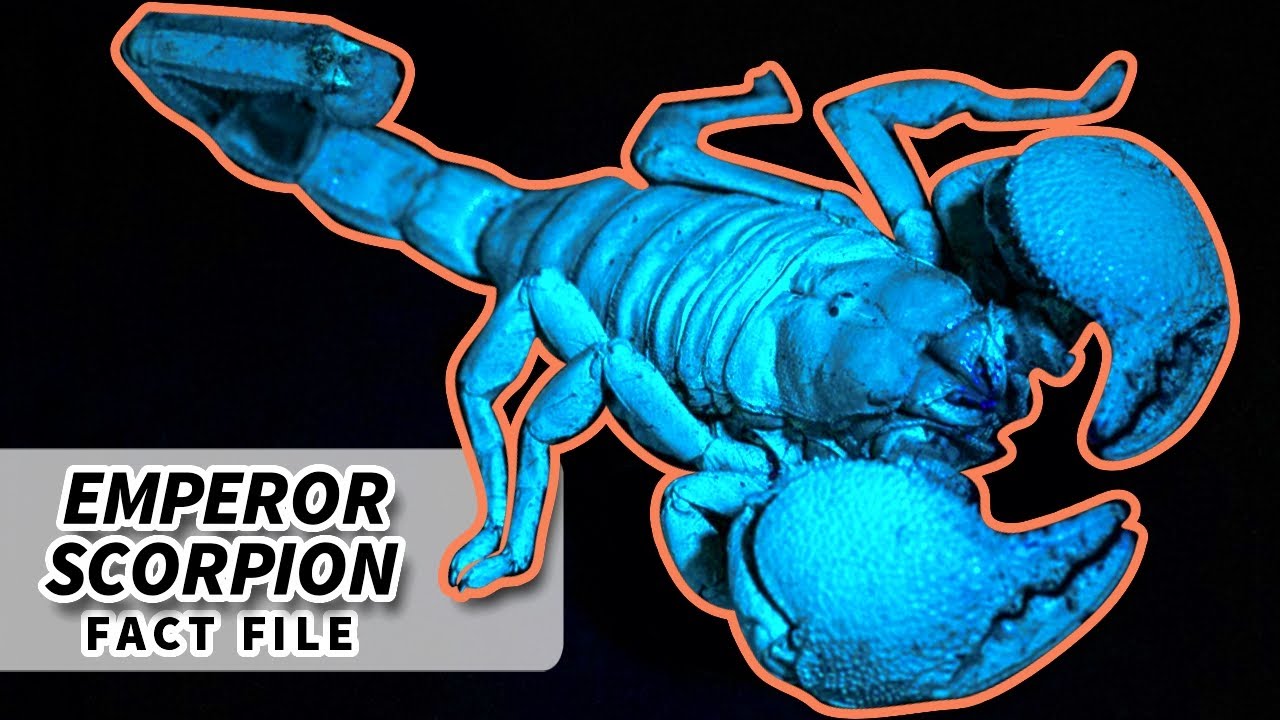 Emperor Scorpion Facts: LARGEST living SCORPION 🦂 | Animal Fact Files ...