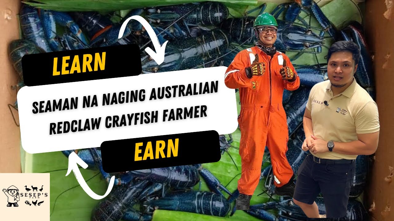 Australian Red Claw Crayfish Farming: SEAMAN NA NAGING ARC FARMER - YouTube