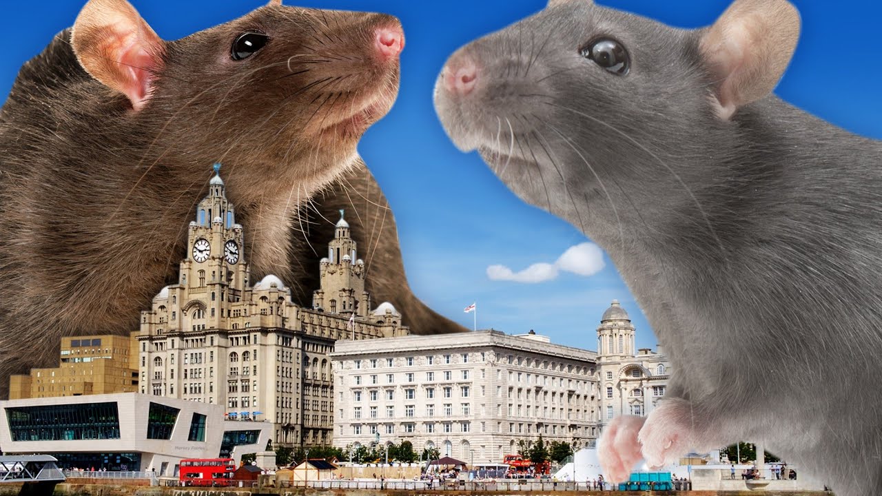 beautiful mouse videos|cute and funny mouse videos - YouTube