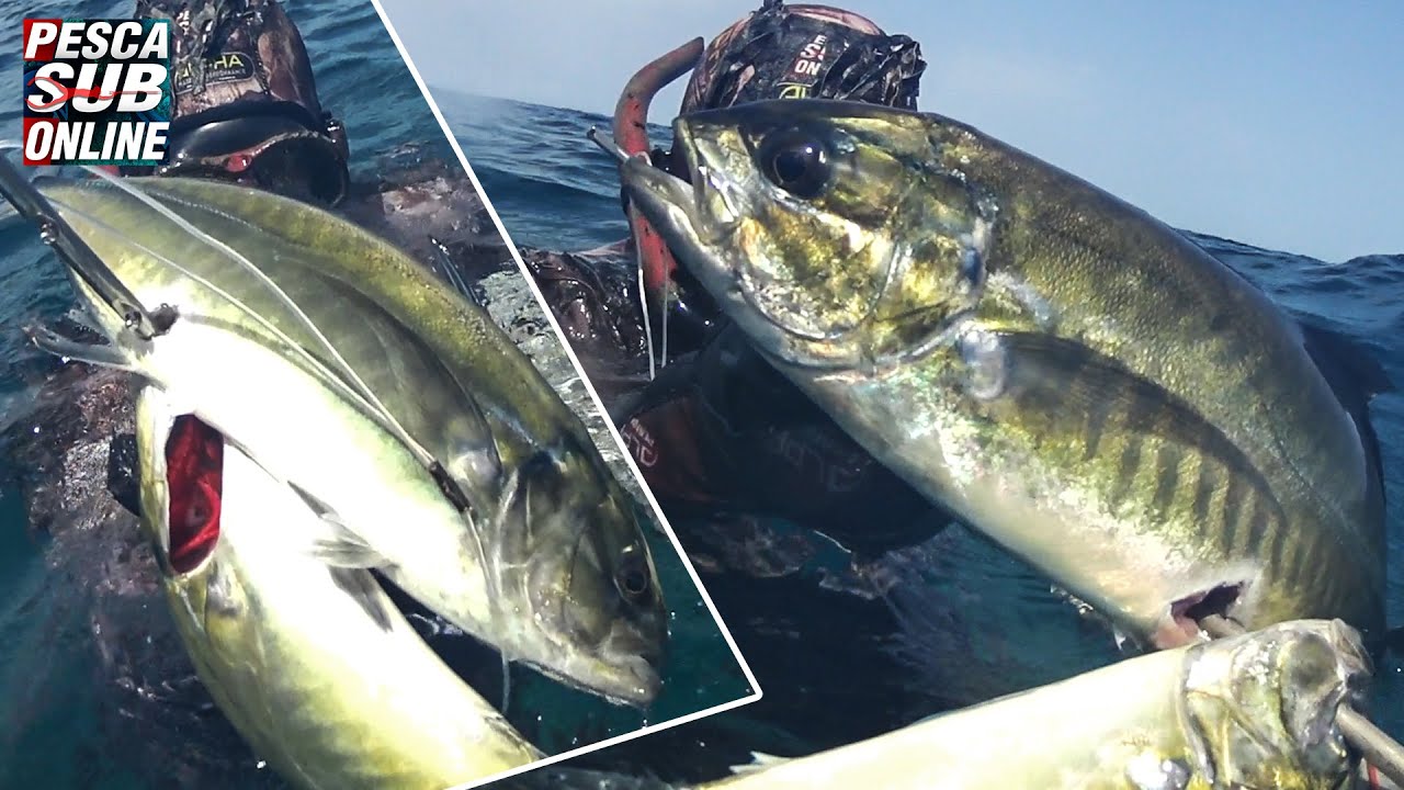PESCASUB : Sardegna pesca apnea in 2 metri Bassofondo - Pesca subacquea ...