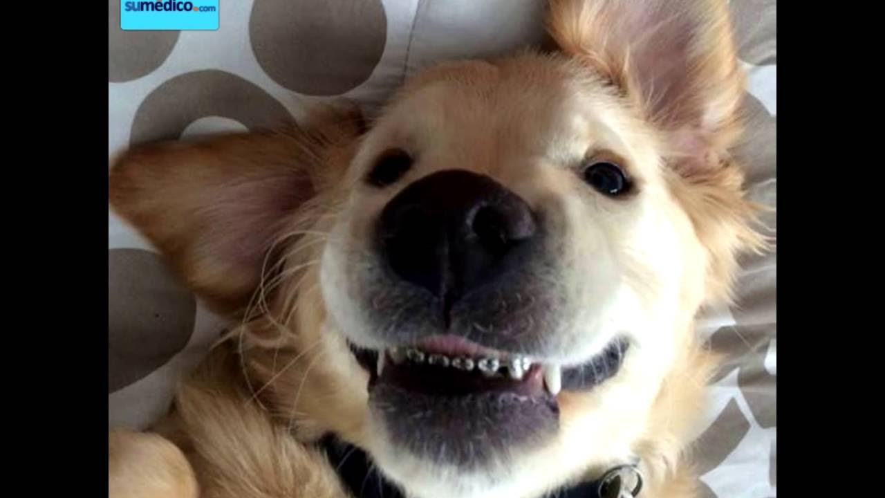 Wesley, el perro con brackets que causa sensación - YouTube
