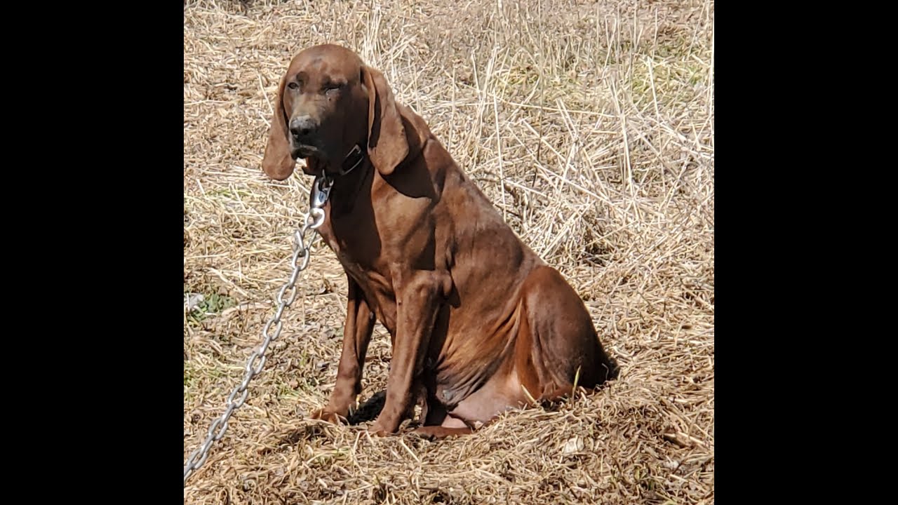 Gorgeous REDBONE COONHOUND MAVIS - our plus sized supermodel - YouTube